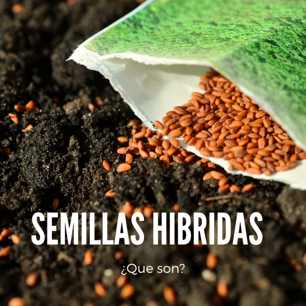 Semillas hibridas - Tecnicampo