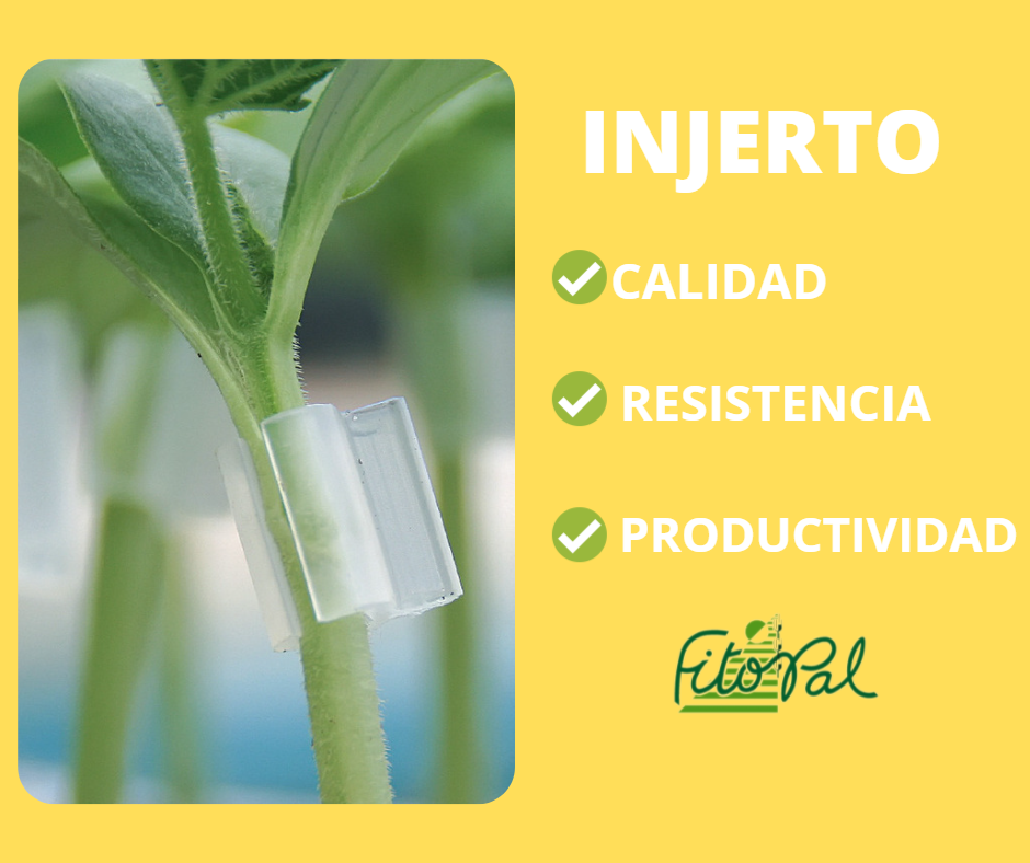 ¿Qué son los injertos? - Tecnicampo