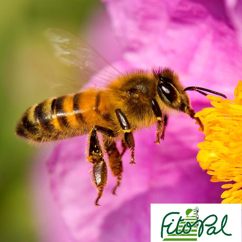 Danza de las abejas - Tecnicampo