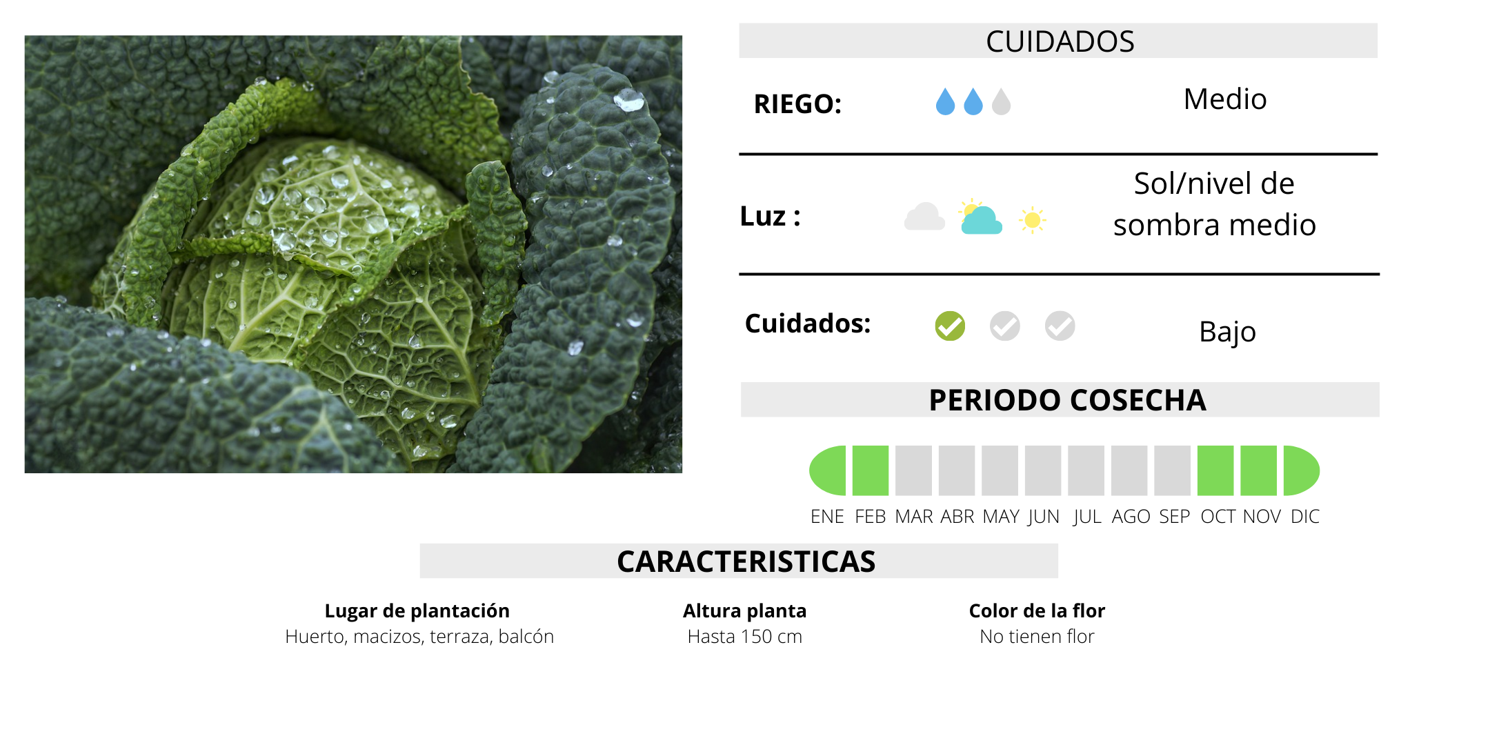 Col Rizada - Tecnicampo