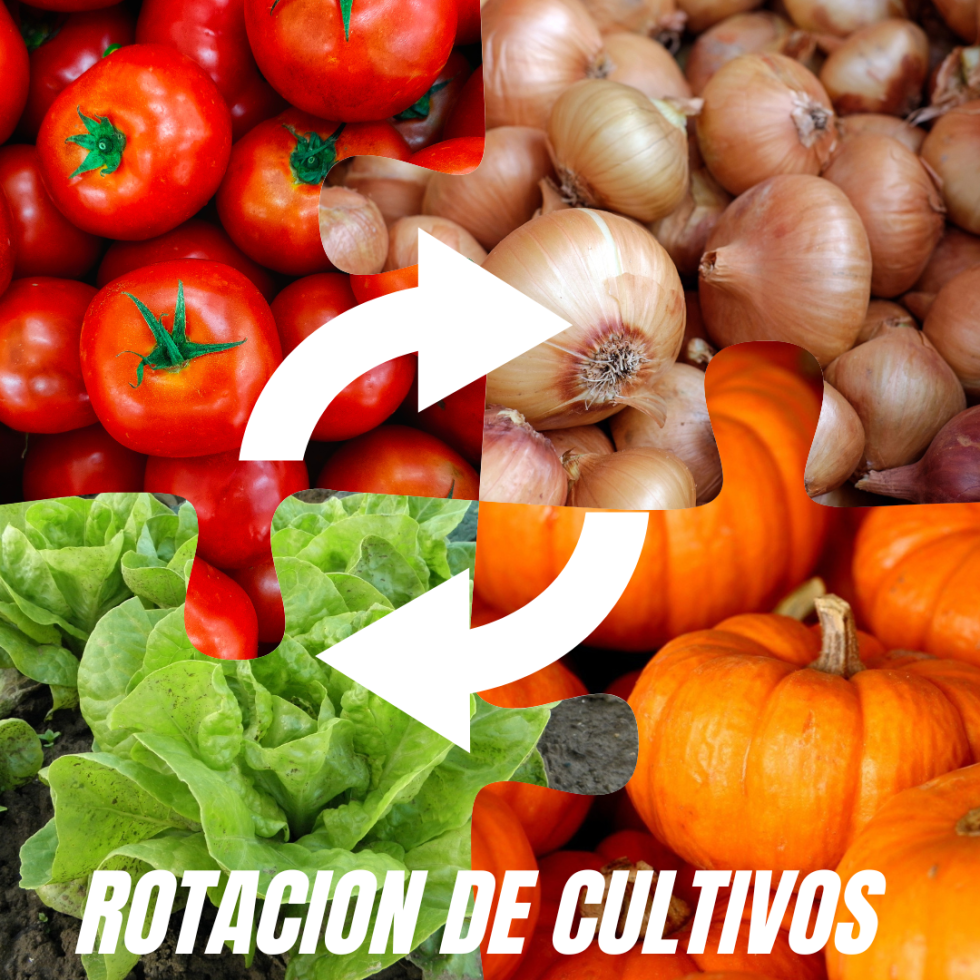 Rotación de cultivos - Tecnicampo