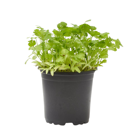 Planta Cilantro - Tecnicampo